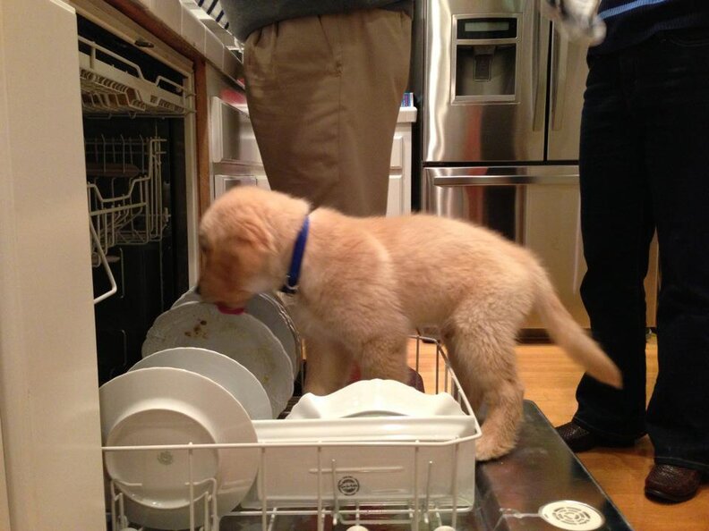 9 Pieces Of Thanksgiving Advice From Dogs - The Dodo