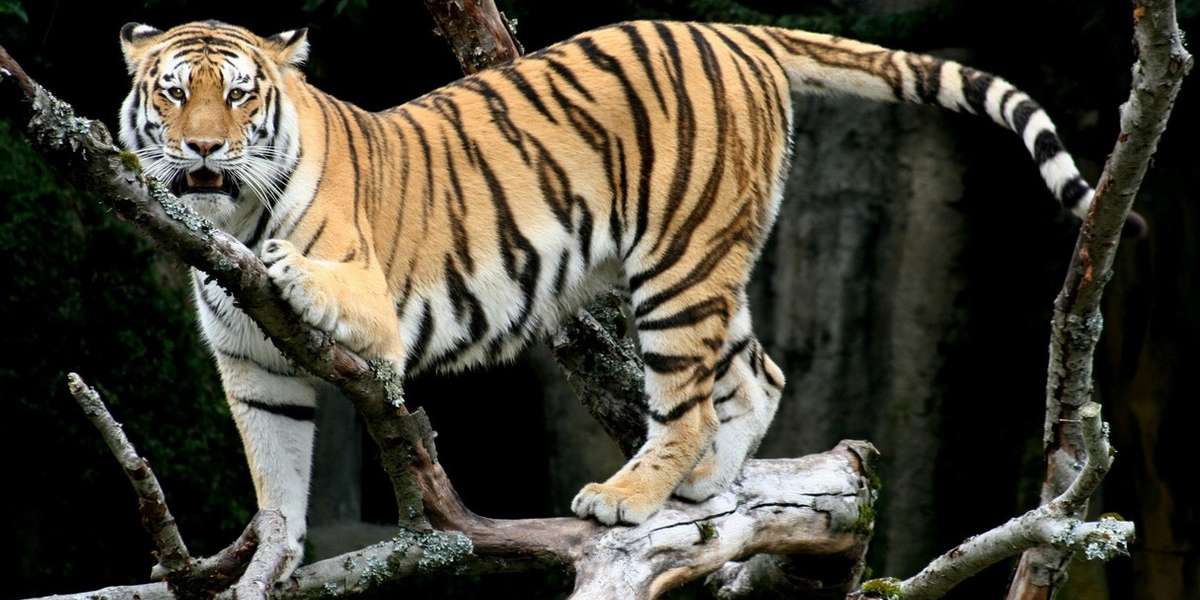 5 Remarkable Conservation Success Stories To Remember On Earth Day ...