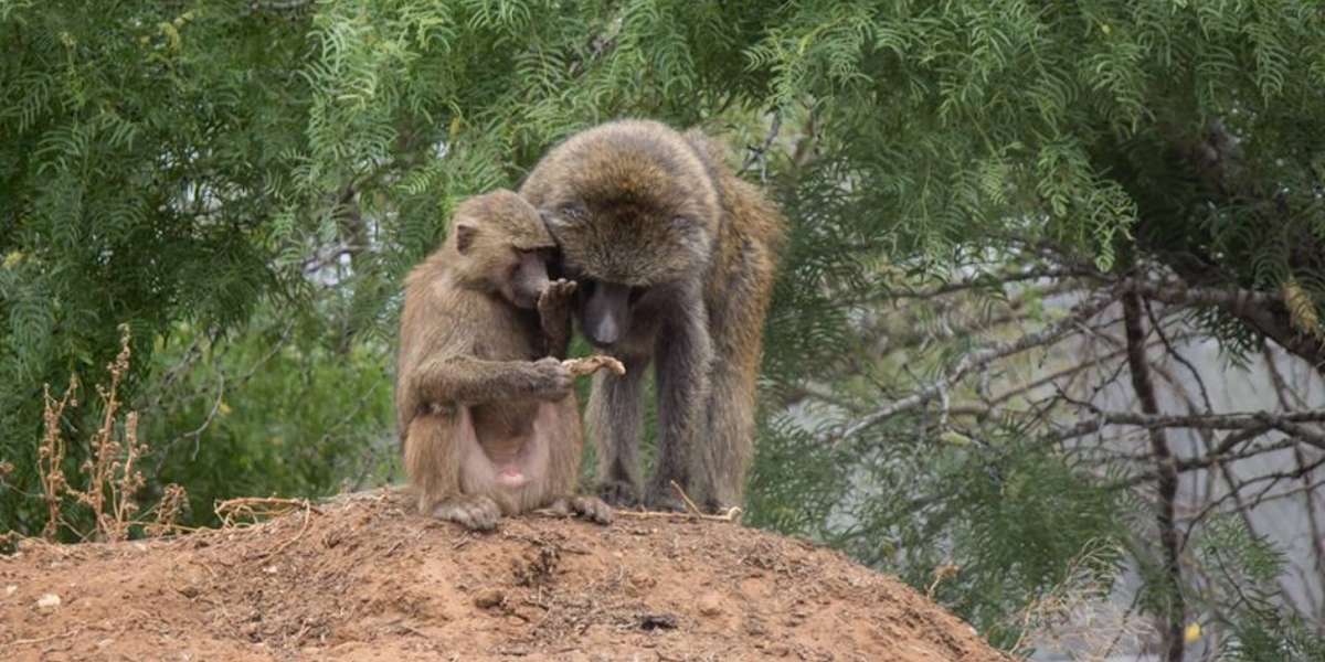 The Backwards Animal Laws That Need To Change This Year - The Dodo