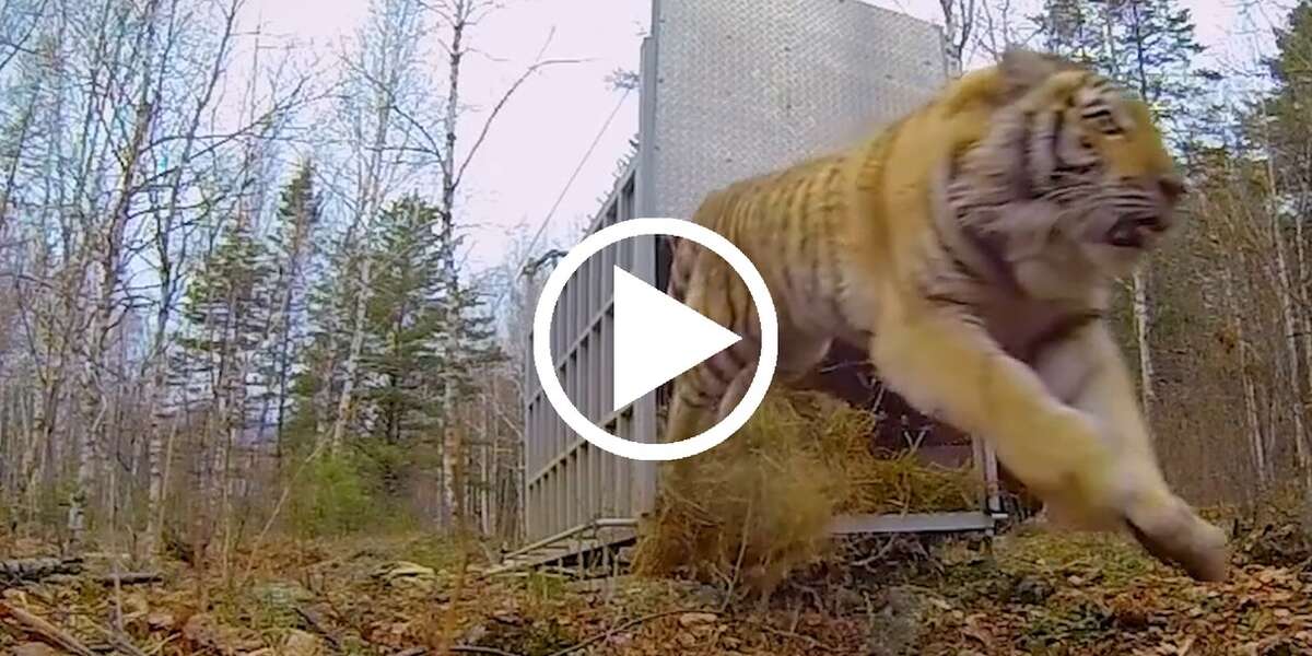 Animals Going Home For The First Time - The Dodo