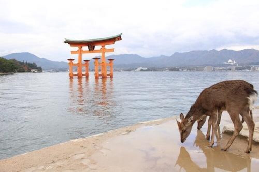 Rabbit And Deer Islands Are Even Cuter Than They Sound - The Dodo