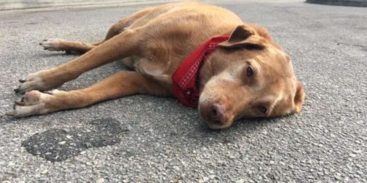 Dog Refuses To Leave His Owner's Side After Tragic Accident - The Dodo