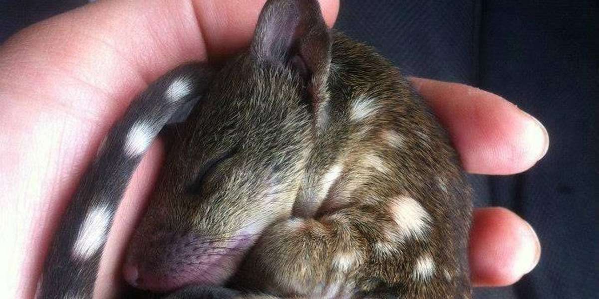Meet The Tiniest Polka-Dotted Animal In The World - The Dodo