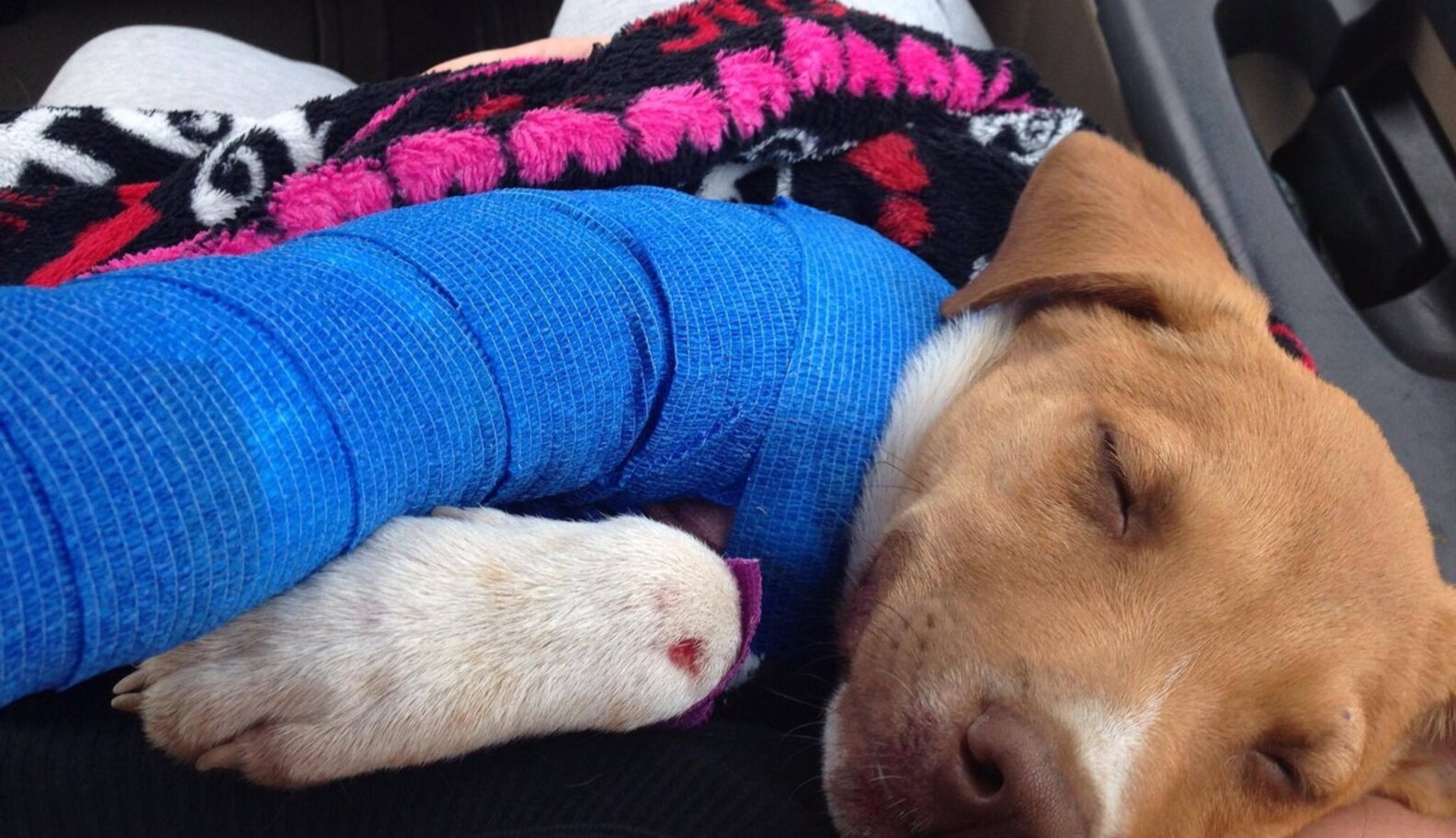 Couple Pulls Over For ‘Dead’ Dog On Side Of Road - The Dodo