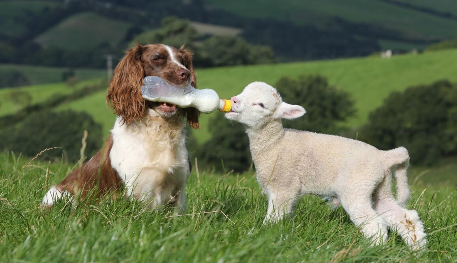 Orphaned Animals Who Were Adopted By A Different Species - The Dodo
