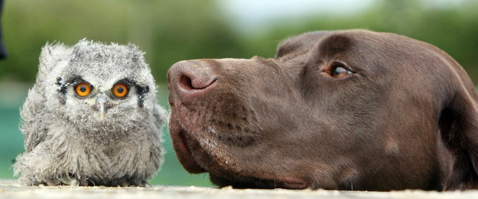 Orphaned Animals Who Were Adopted By A Different Species - The Dodo