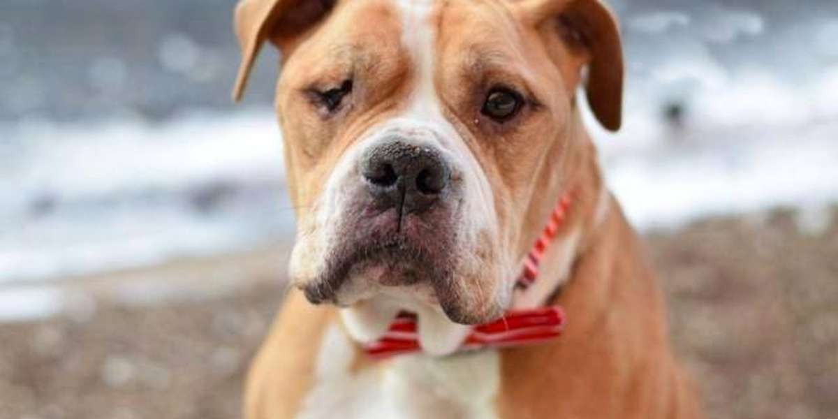 12 Wise Older Dogs Who Just Want A Place To Call Home - The Dodo