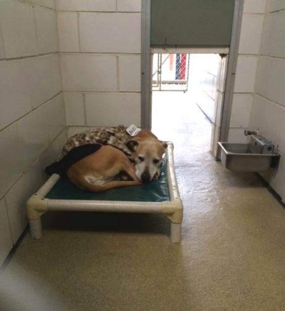 12 Wise Older Dogs Who Just Want A Place To Call Home - The Dodo