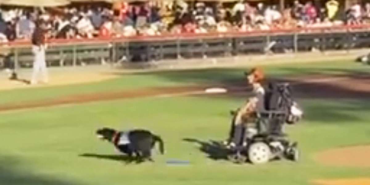Adorable Service Dog Helps Baseball Fan Throw Out First Pitch - The Dodo