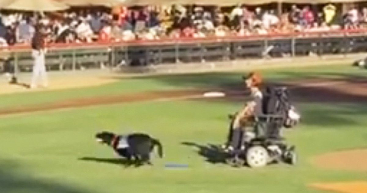 Adorable Service Dog Helps Baseball Fan Throw Out First Pitch - The Dodo