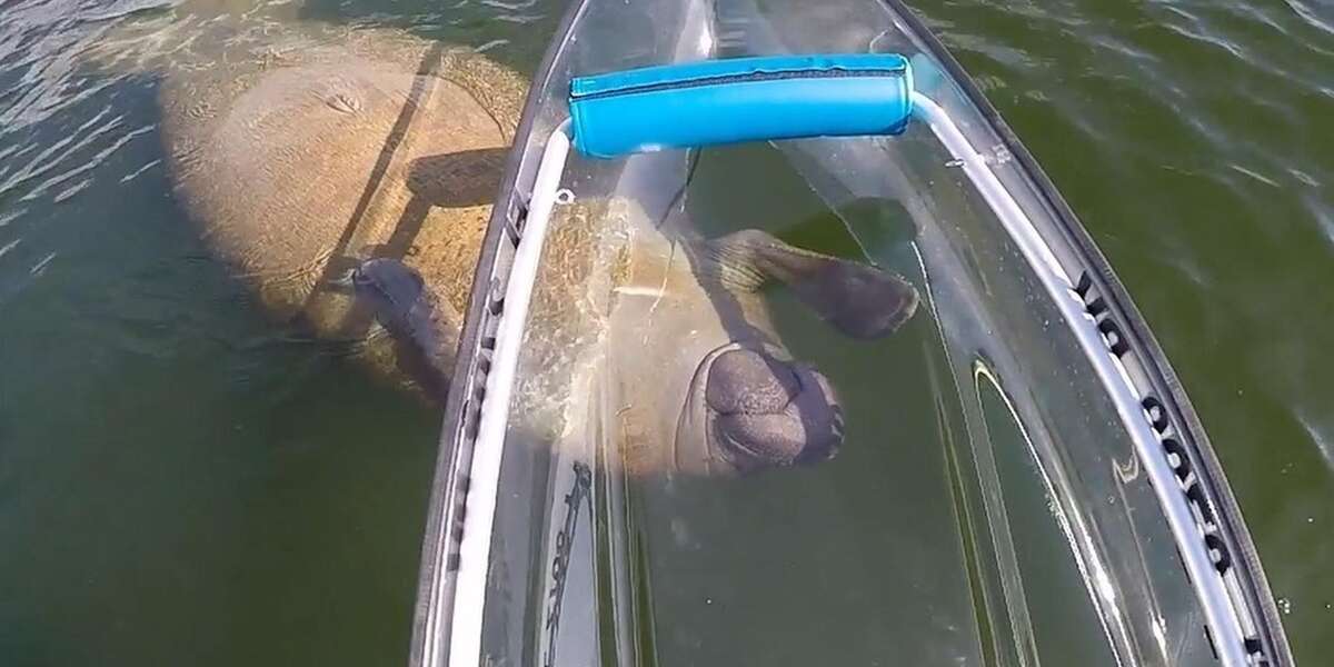 Manatee Will Do Whatever It Takes To Follow This Boat - Videos - The Dodo