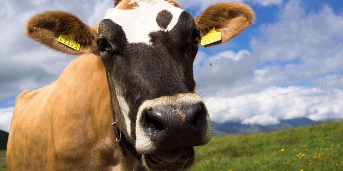 Ag-Gag Watch: Another State Introduces Unconstitutional Legislation ...