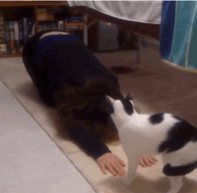 11 Cats Who'd Really Prefer Their Humans NOT Do Yoga Right Now - The Dodo