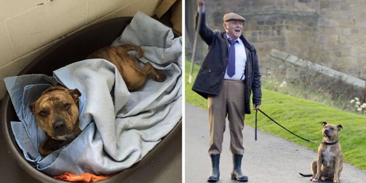 'World's Loneliest' Shelter Dog Has New Life As A Movie Star - The Dodo