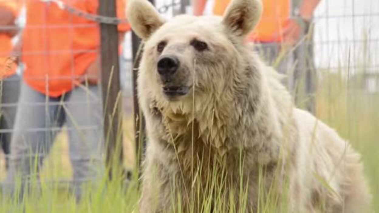 Bears Kept In Tiny Cages Run Free For The First Time In 20 Years - The Dodo
