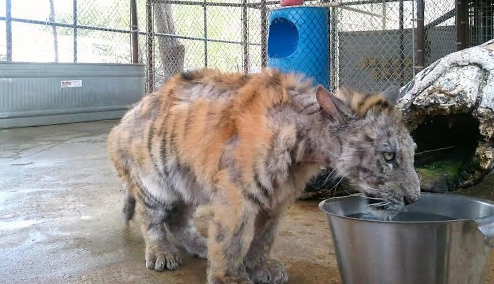 Sick Tiger Cub Rescued From Circus Makes Incredible Recovery - The Dodo