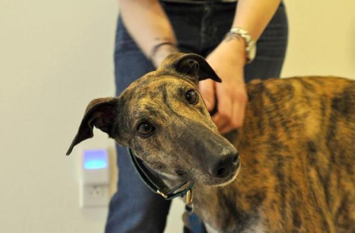Greyhound Who Was Scared Of Affection Falls In Love With His New ...