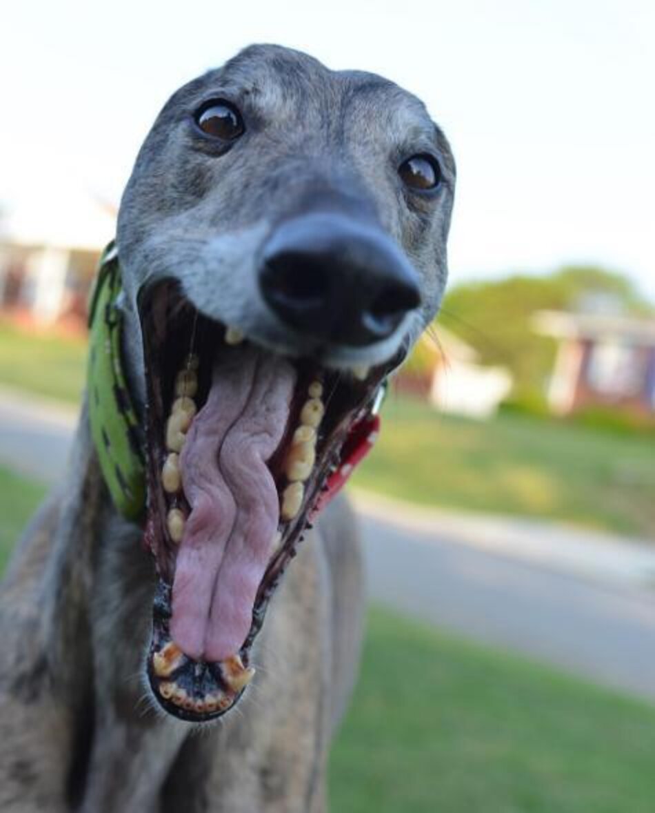 Greyhound Who Was Scared Of Affection Falls In Love With His New ...