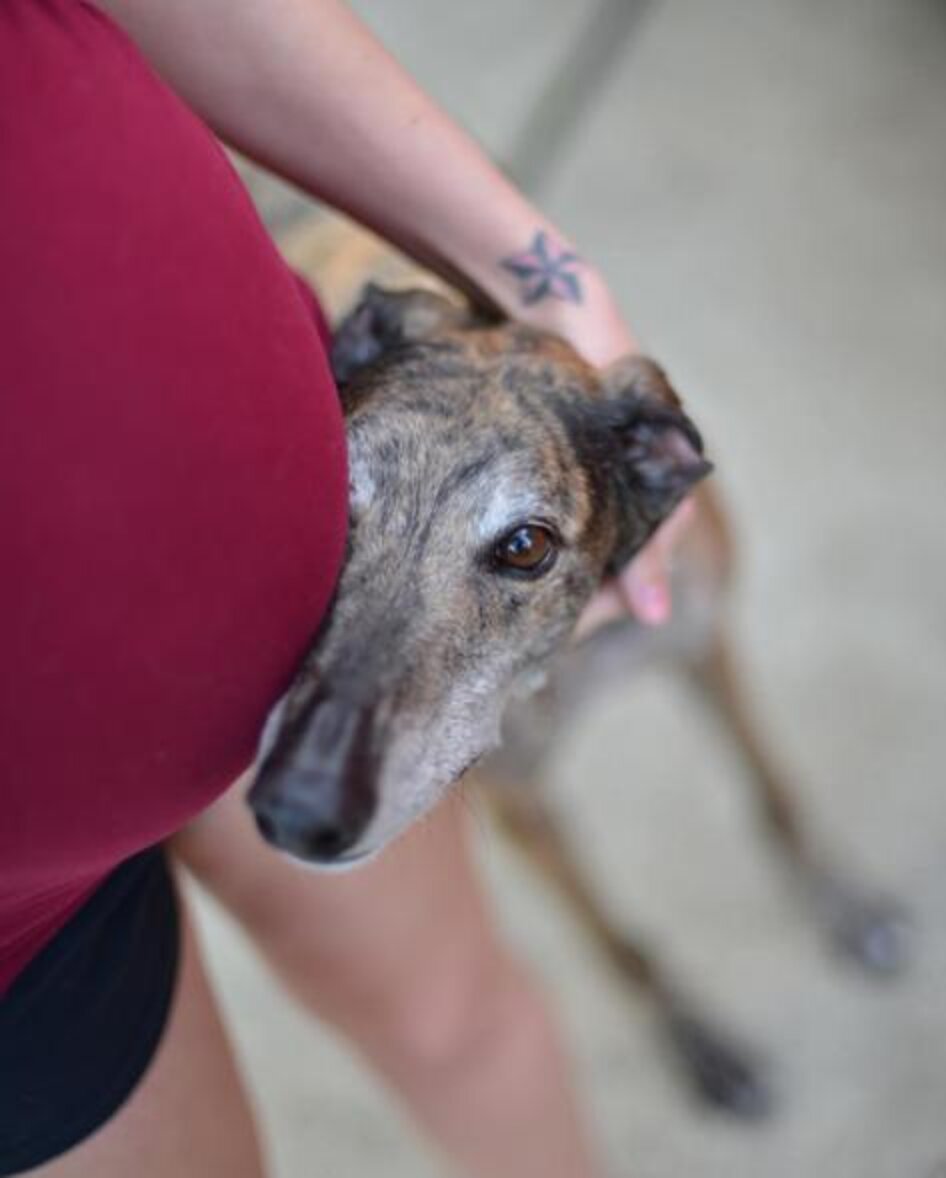 Greyhound Who Was Scared Of Affection Falls In Love With His New ...
