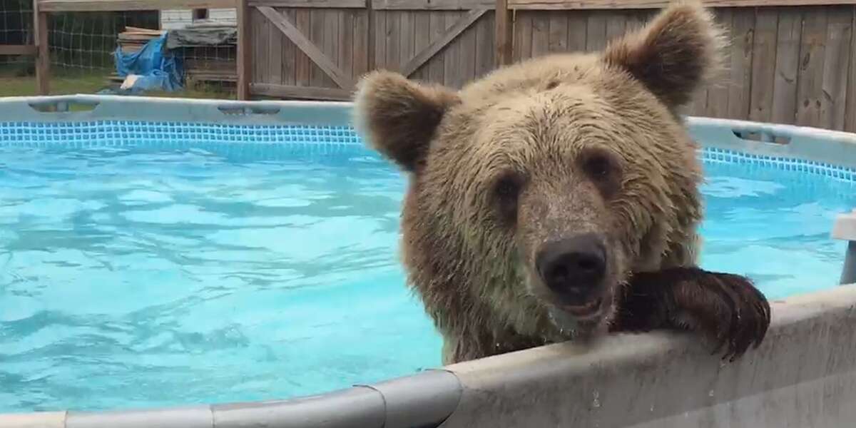 Animals Who Really, Really Love Summer - The Dodo