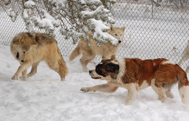 5 Simple Reasons To Love Wolves - The Dodo