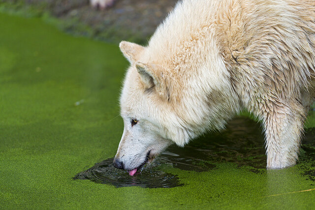 5 Simple Reasons To Love Wolves - The Dodo