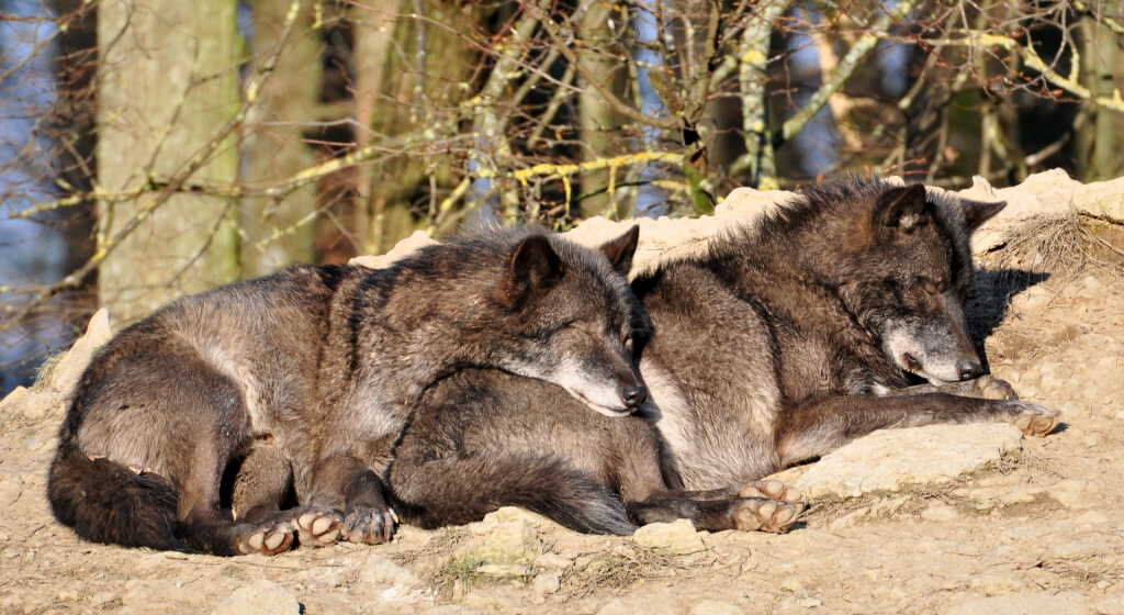 5 Simple Reasons To Love Wolves - The Dodo