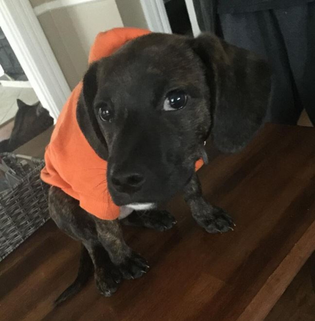 Dog Who Loves Pigs Finally Meets One Who Loves Him Back - The Dodo