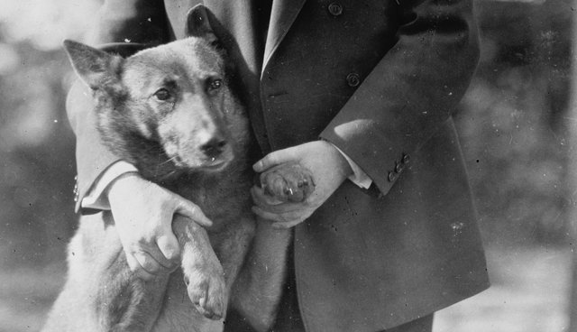5 Great Dogs Who Changed The Course Of Presidential History - The Dodo