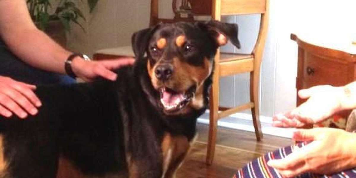 Beloved Dog Who Was 'Dead' For 3 Years Turns Up Alive - The Dodo