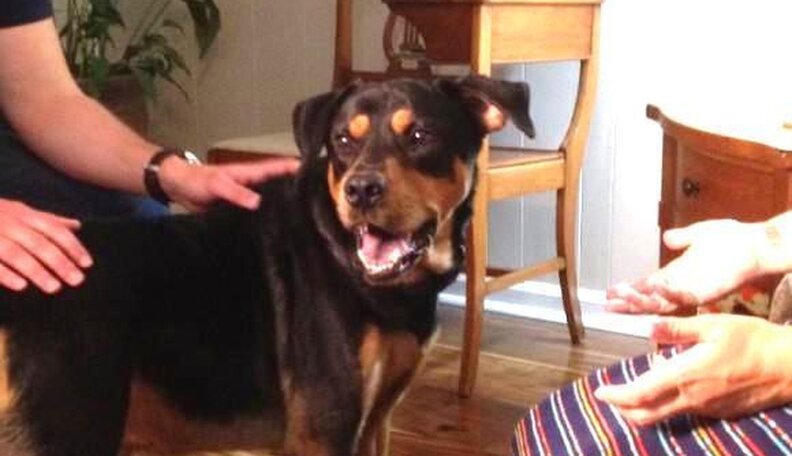 Beloved Dog Who Was 'Dead' For 3 Years Turns Up Alive - The Dodo