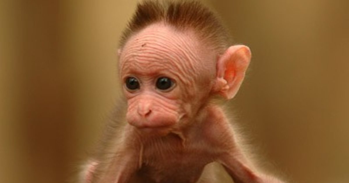 Baby Monkey Abuse Funded By Your Tax Dollars - The Dodo