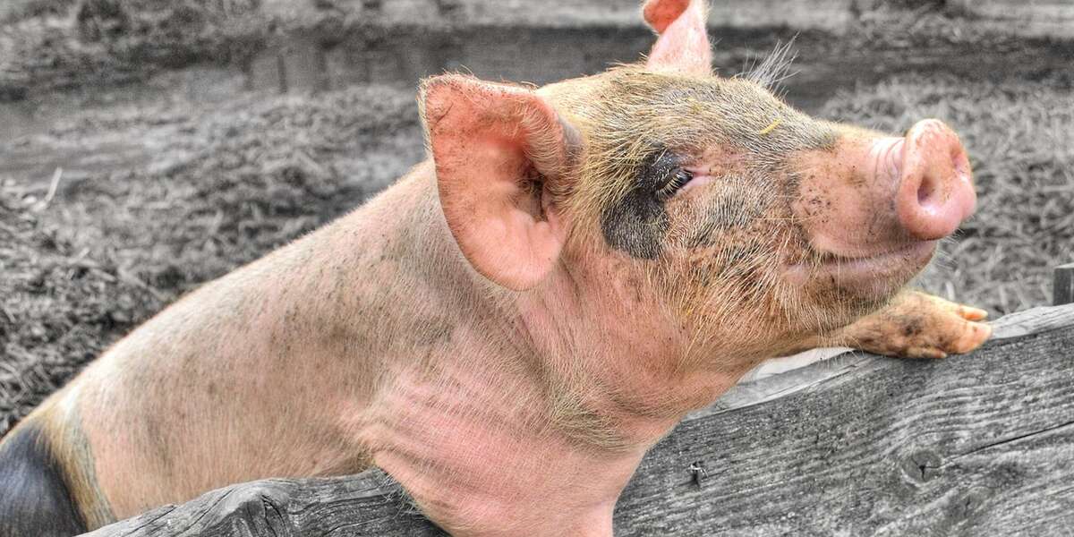 5 More Investigations We Wouldn't Know About If Ag-Gag Laws Were Common ...