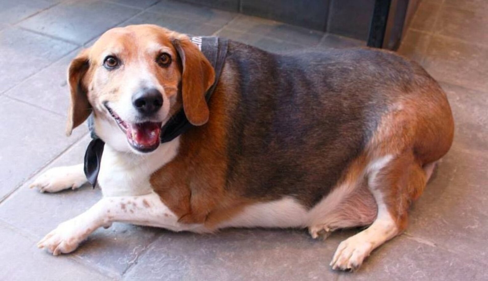 Obese Beagle's Weight Loss Plan Revealed - The Dodo