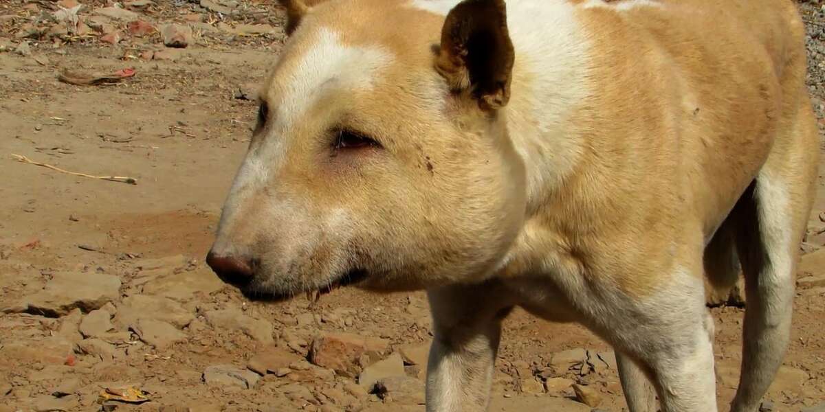 Dog With Severely Swollen Face Meets People Who Know Just What To Do ... Dog With Severely Swollen Face Meets People Who Know Just What To Do ...