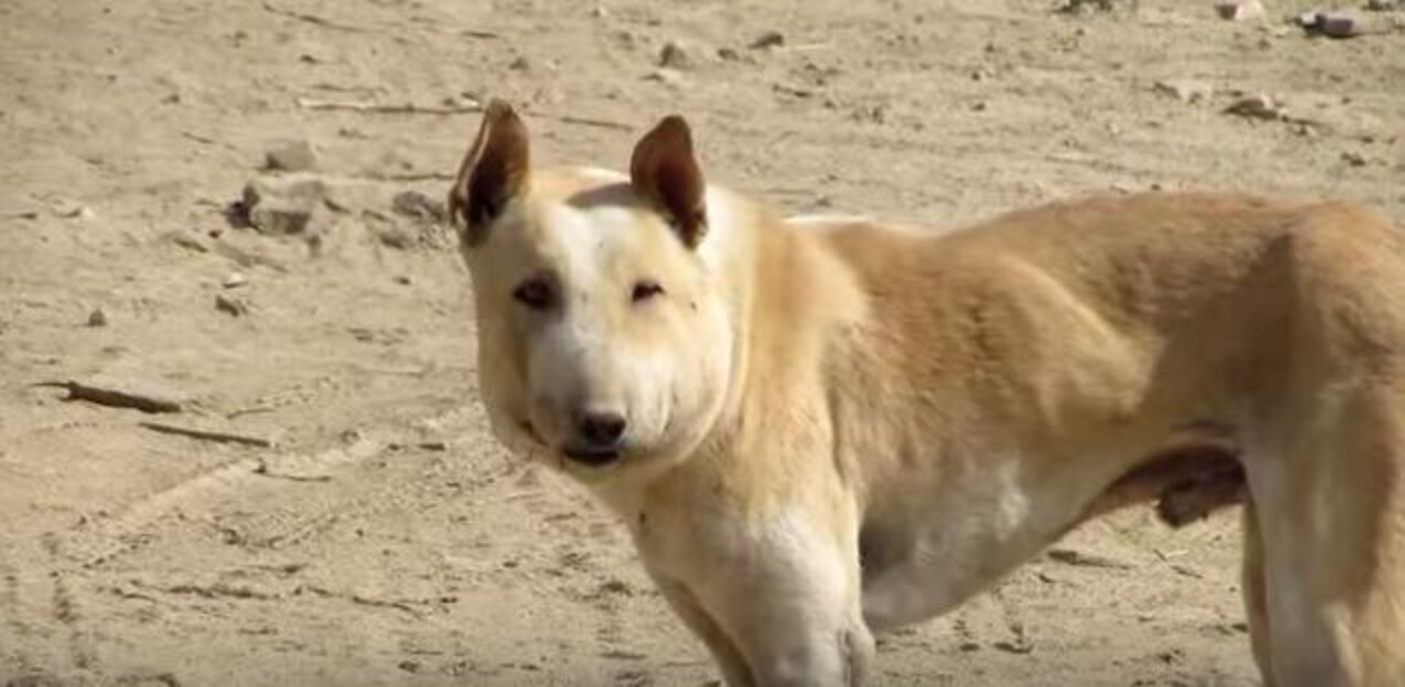 Dog With Severely Swollen Face Meets People Who Know Just What To Do ...