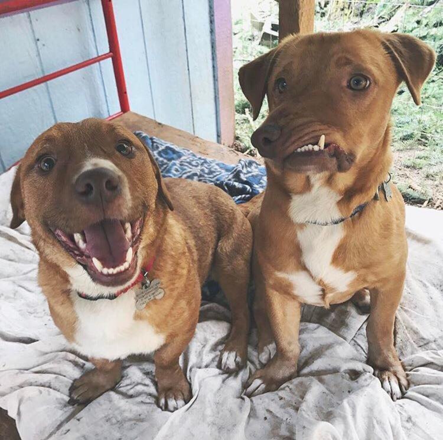 Dog With Deformed Face Just Wants To Be Loved - The Dodo