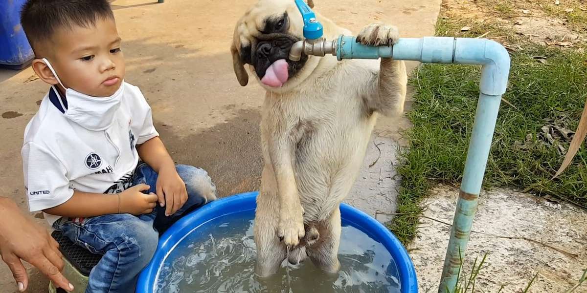 Pug Drinks His Water Right From The Faucet - The Dodo