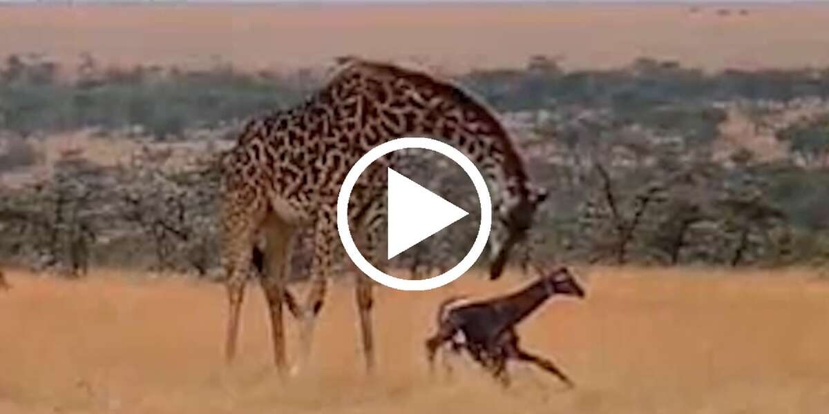 Baby Animals Learning To Walk - The Dodo