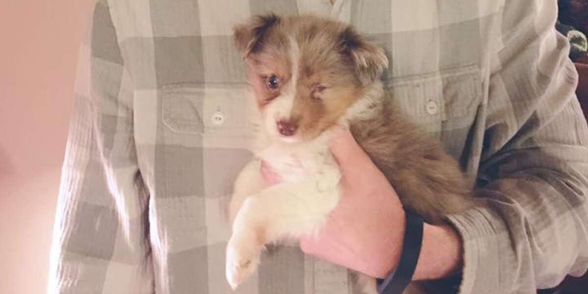 One-Eyed Puppy Finds Perfect Home With Someone Just Like Him - The Dodo