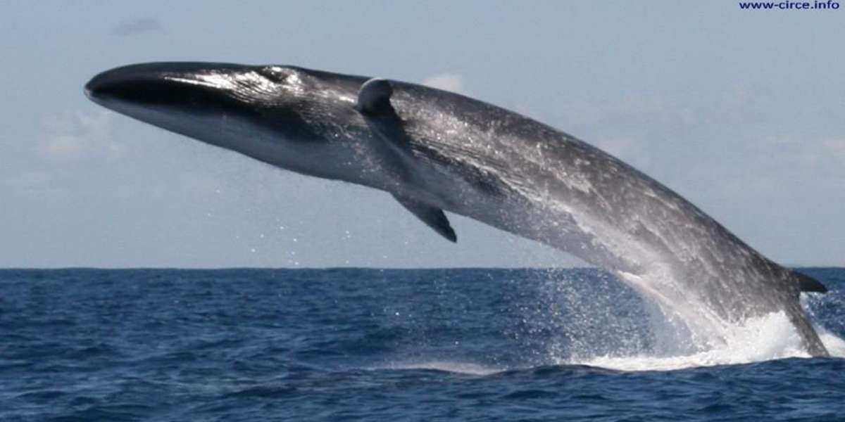 Rare Fin Whale Breach Caught On Camera - The Dodo