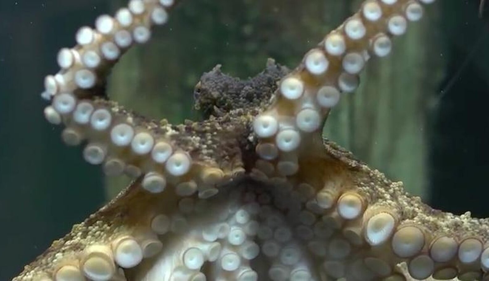 Video Captures Genius Octopus Who Learned New Hobby 'Faster Than Humans ...
