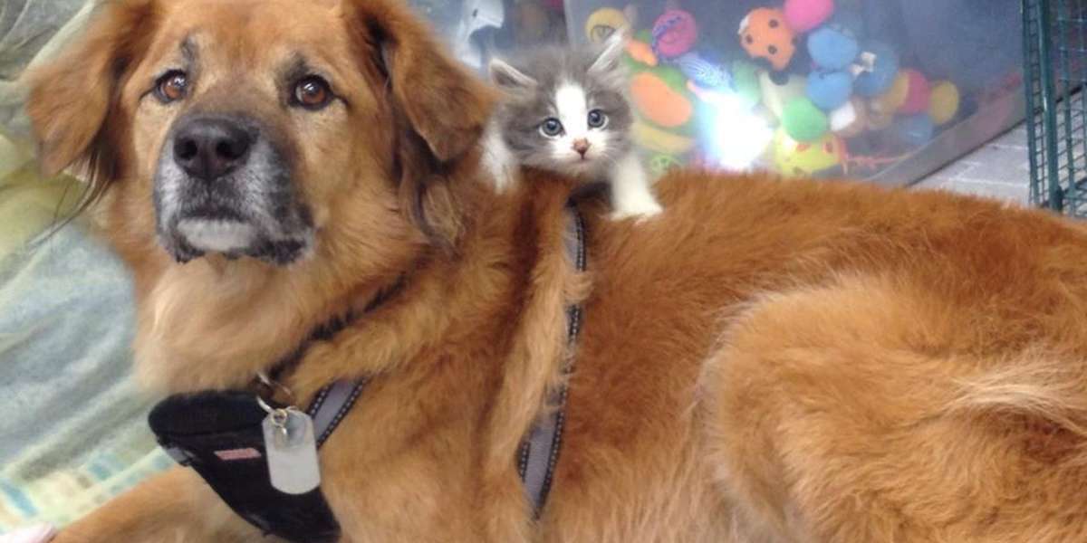 Dog Nanny Helps Stray Kittens Feel Loved And Protected - The Dodo