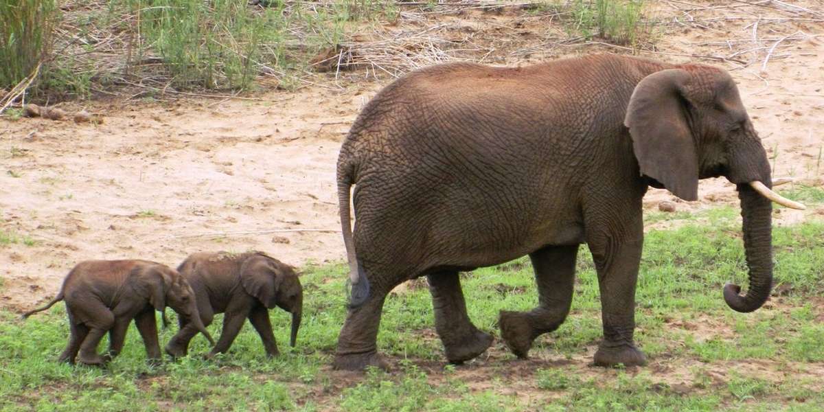 Special Delivery: Rare Set Of Elephant Twins Born In South Africa - The ...