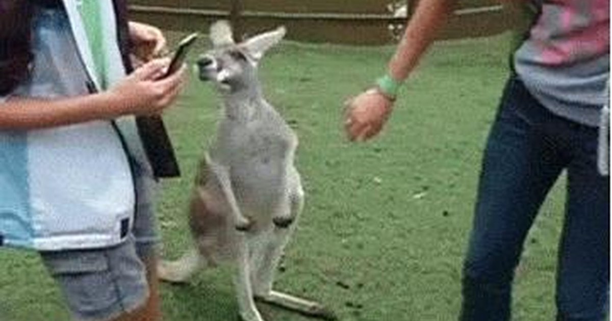 8 Exasperated Animals Who Got Their Revenge - The Dodo