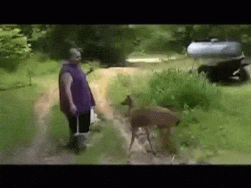 8 Exasperated Animals Who Got Their Revenge - The Dodo