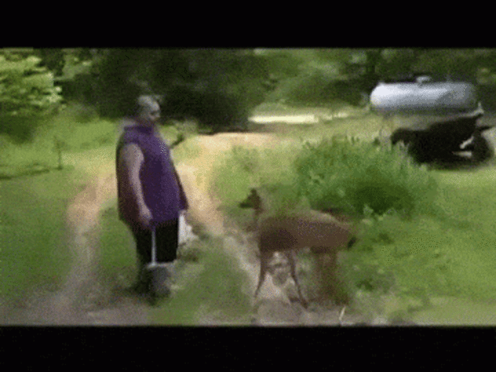 8 Exasperated Animals Who Got Their Revenge - The Dodo