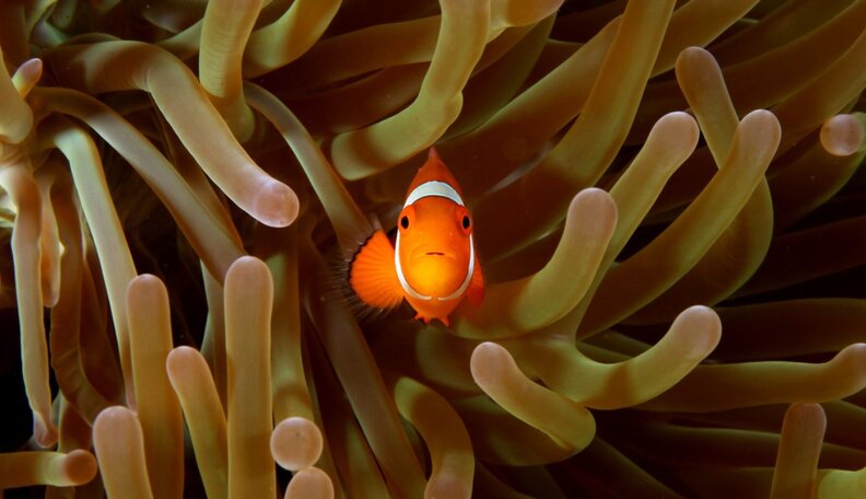 It Turns Out The Real 'Finding Nemo' Fish Are Even Cooler Than ...