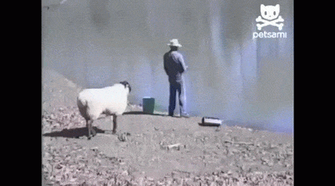 8 Exasperated Animals Who Got Their Revenge - The Dodo