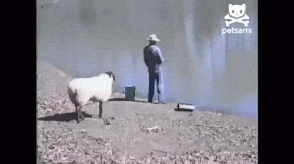 8 Exasperated Animals Who Got Their Revenge - The Dodo